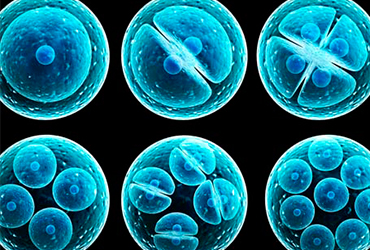 Počet embryí pri transfere. Menej je viac. :: Otehotnenie